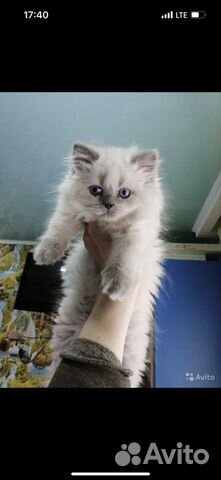Шотландские котята