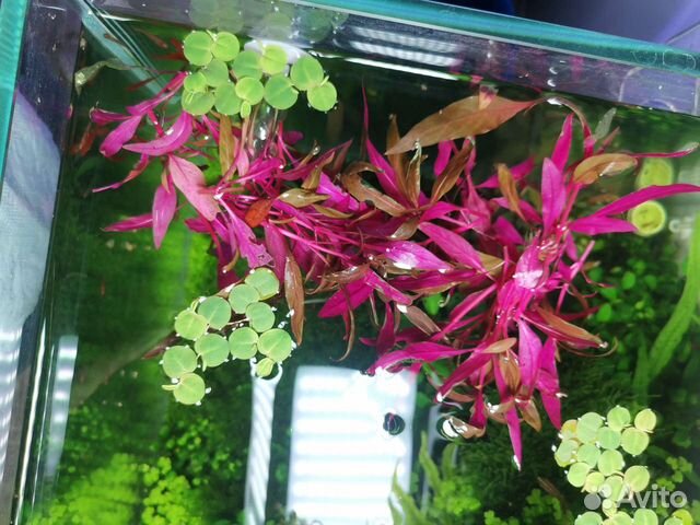 Альтернантера Рейнеке мини аквариумное растение
