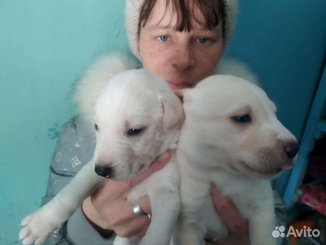 Собака помесь пит с хаски