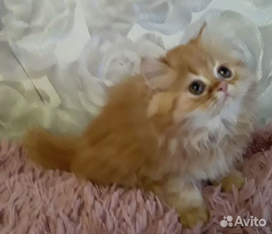 Жоржетта