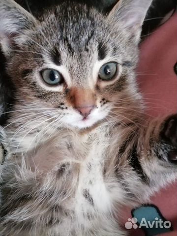 Котенок