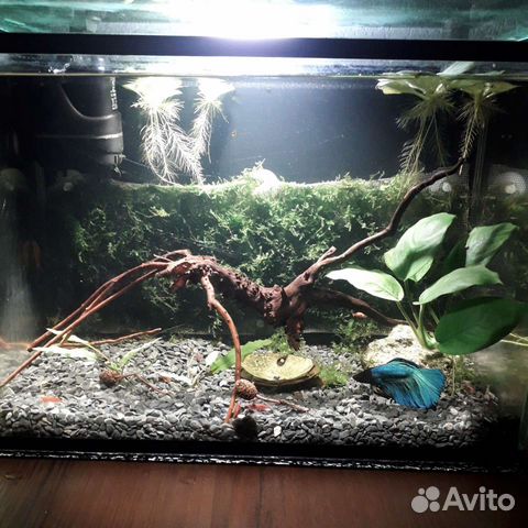 Рыбка петушок