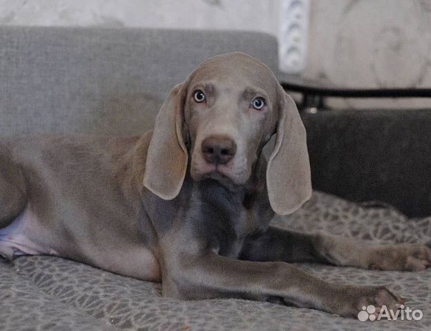 Щенок веймаранера