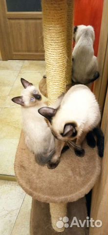 Сиамские котята