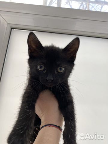 Котёнок Блэки в дар