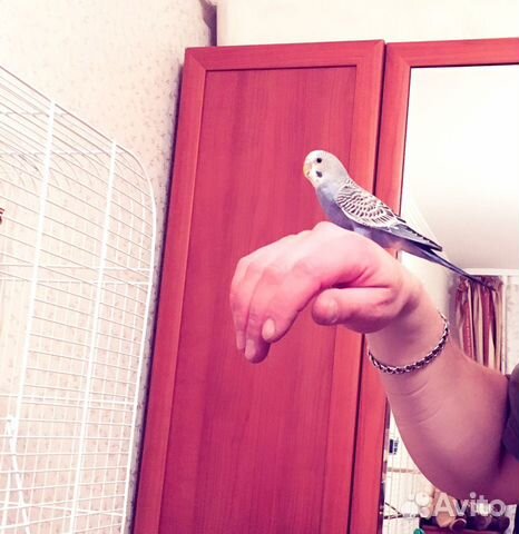 Продам попугая