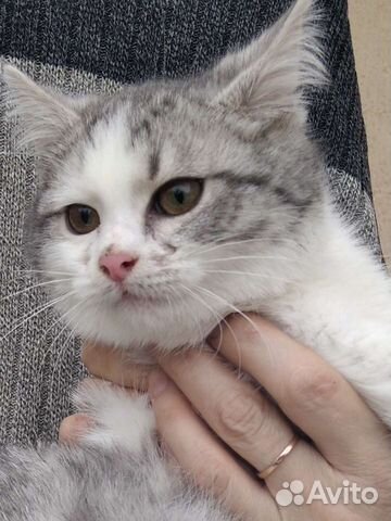 Котодевочка ищет семью