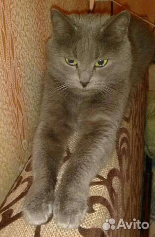 Русская голубая кошка