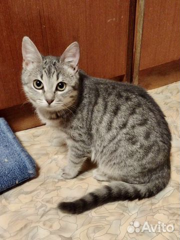 Европейский котенок девочка в добрые руки