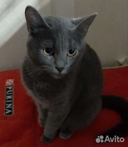 Русская голубая Звездочка