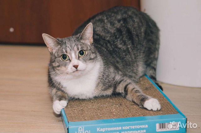 Кошка Дымочка