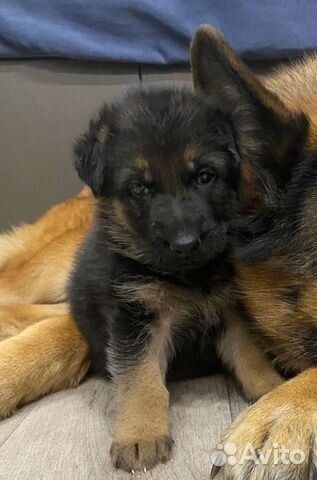 Немецкая овчарка