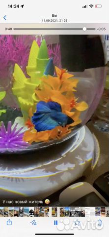 Рыбка петушок