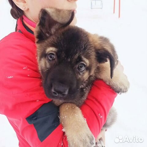 Отдаём щеночка