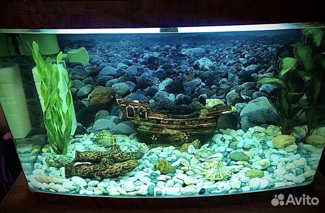 Аквариум
