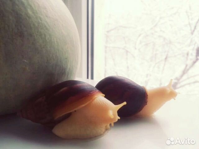 Улитки ахатина