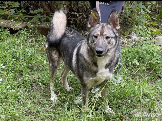 Сара ищет дом