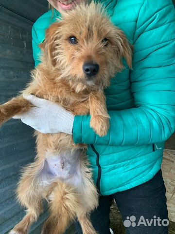 Ищет лучший дом мелкая собачка Моника