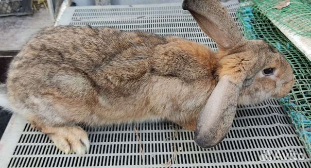 Кролики самки самцы
