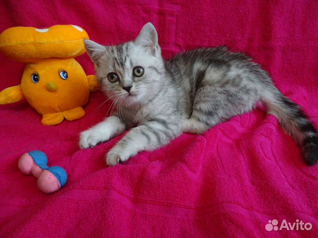 Шотландская девочка