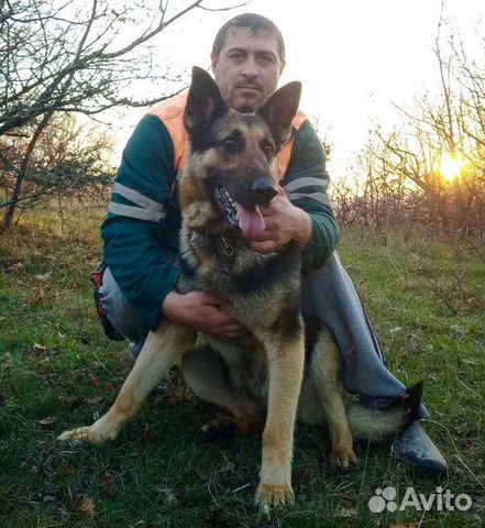 Немецкая овчарка