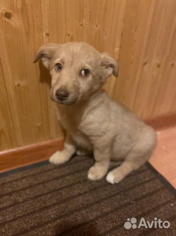 Ищет дом щенок не крупной Собачки Долли