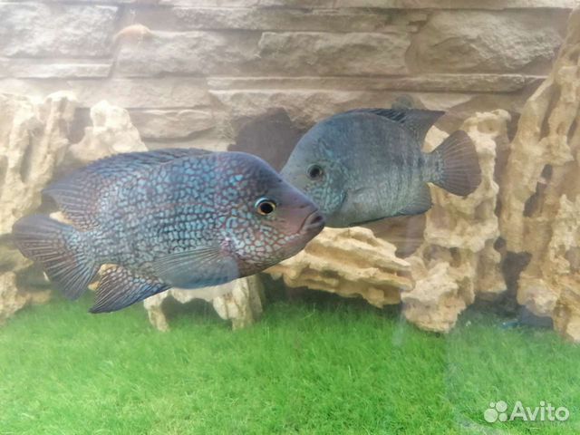 Цихлазома бриллиантовая пара