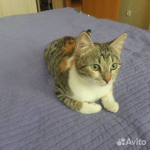 Котенок в добрые руки