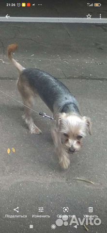 Йоркширский терьер