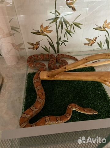 Змея маисовый полоз