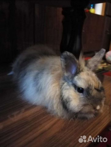 Кролик вязкаищем девочку