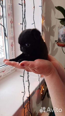 Щенок мопса