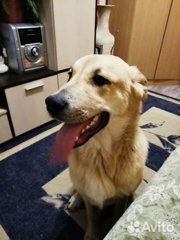 Ищем дом для очаровательного малыша