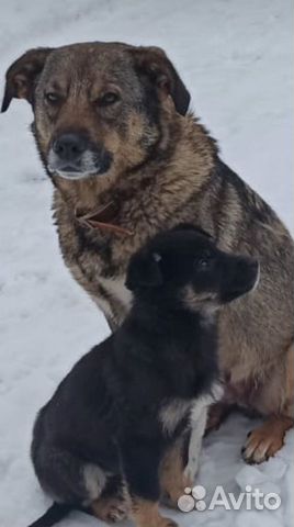 Одам умнейшего шенка