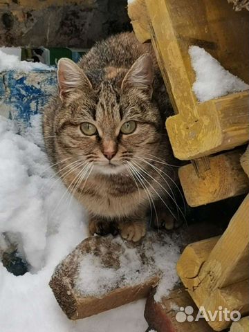 Молоденькая кошечка ищет дом
