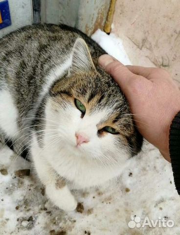 Котик Томас в добрые руки