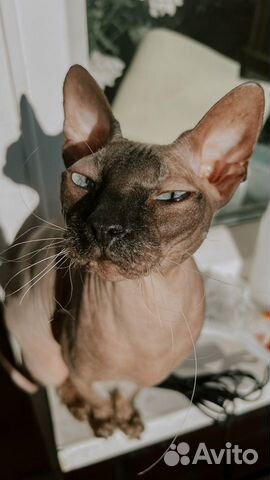 Кошка сфинкс бесплатно