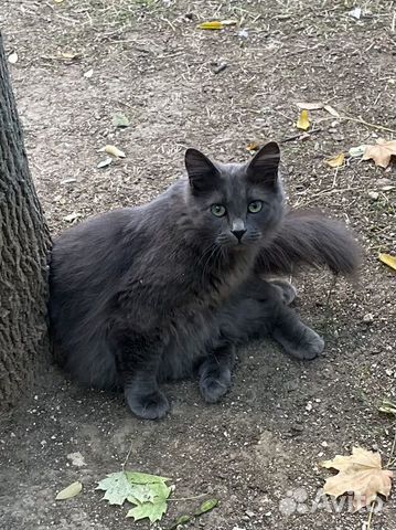 Кошка