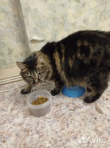 Котики в добрые руки