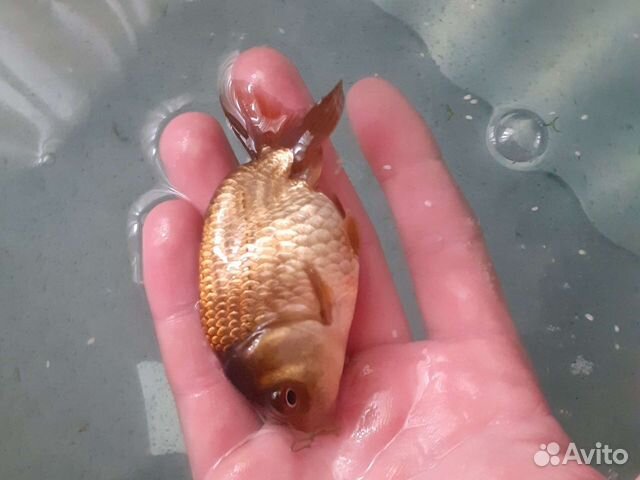 Самка ранчу