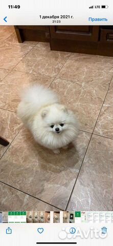 Померанский шпиц мини ищет девочку для случки