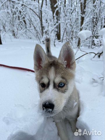 Сибирский хаски