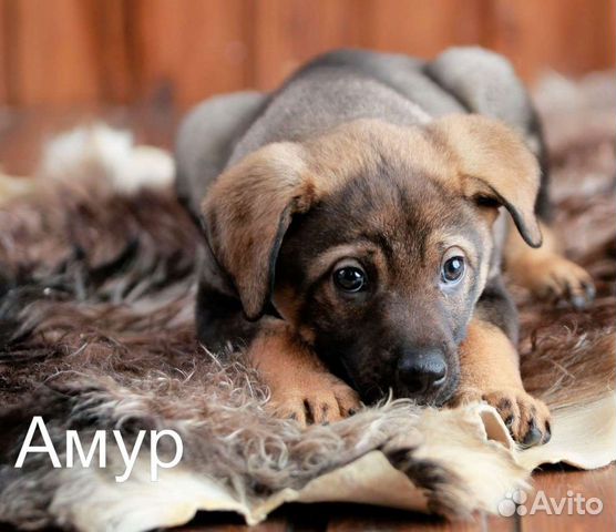 Щенок Амур 2.5 месяца в добрые руки