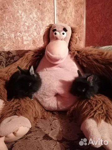 Декоративные крольчатки