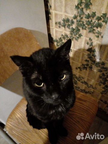 Котика обижают, нужен дом
