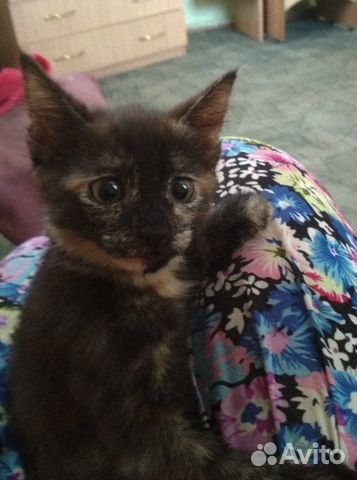 Котёнок черепашка девочка