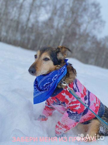 Маленькая собачка Дашуля