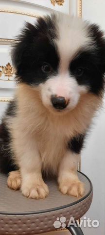 Бордер колли мальчик