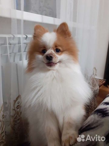 Щпиц немецкий малый