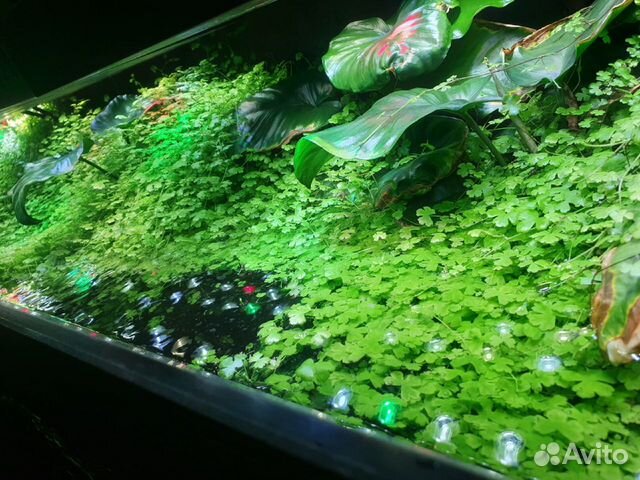 Гидрокотила трипартита много